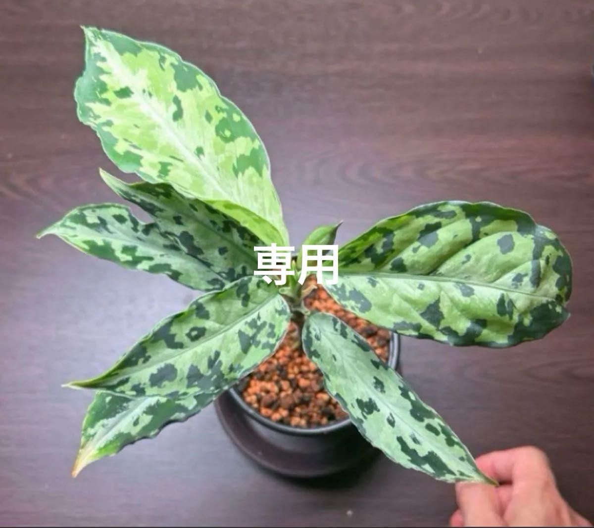 Aglaonema Pictum"クシャトリヤ"UC｜Yahoo!フリマ（旧PayPayフリマ）
