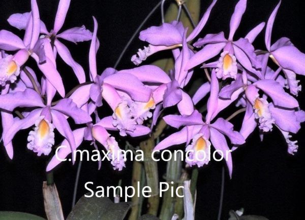 Yahoo!オークション - HIF洋蘭 1130 C. maxima concolor 'Inspiration'...