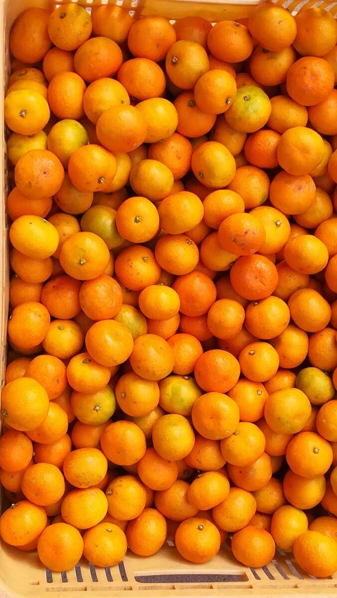 Yahoo!オークション - 10kg