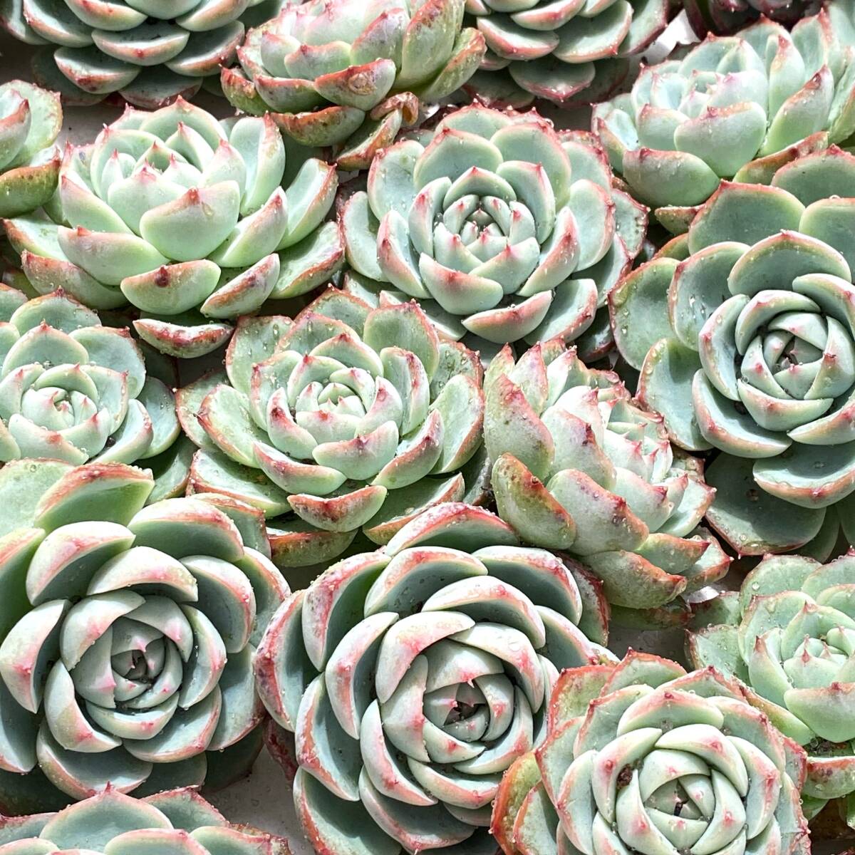 Yahoo!オークション - 新入荷 墨玉バタフライ C315-3 35苗 多肉植物 カ...