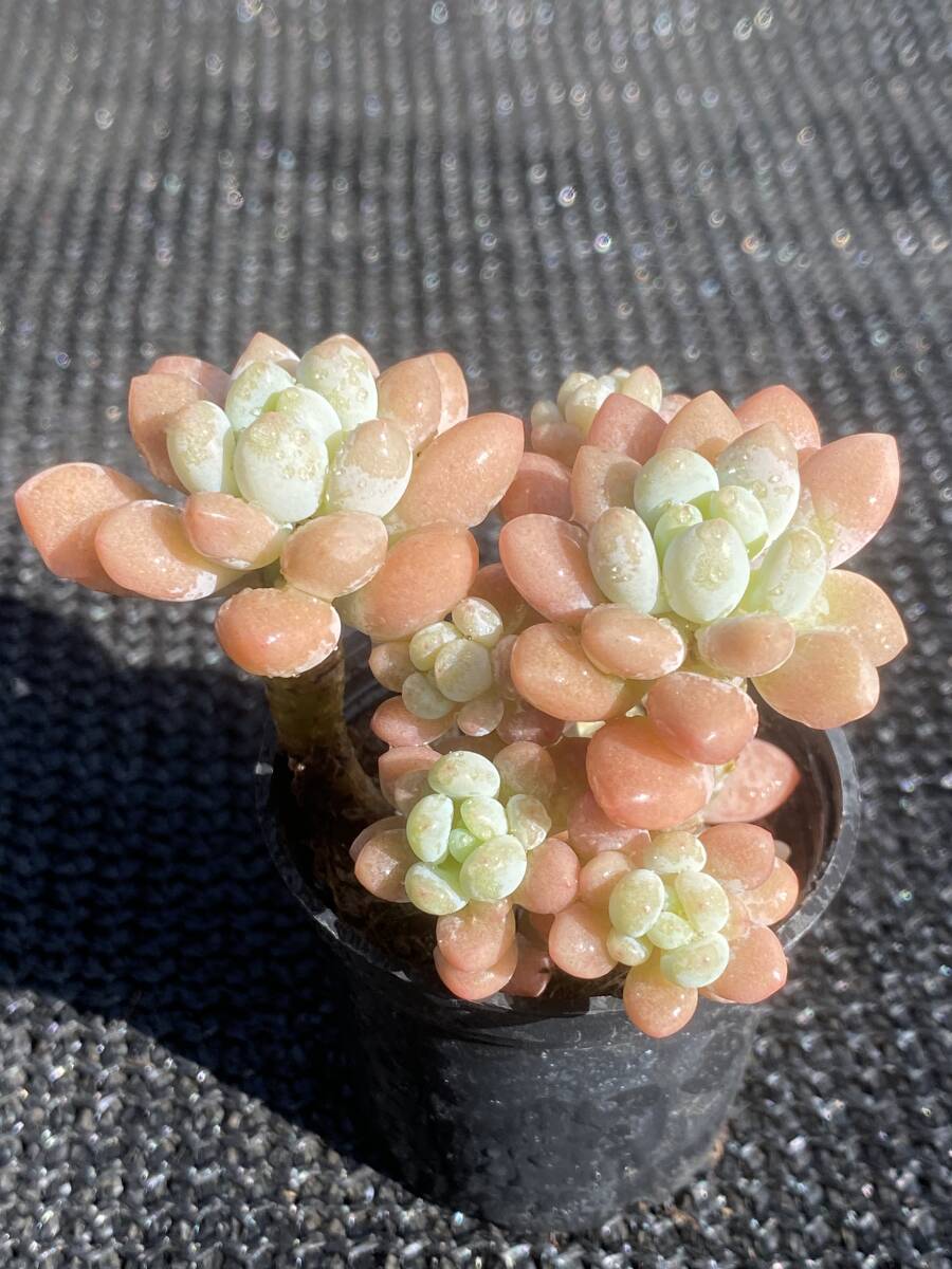 Yahoo!オークション - 新入荷 ロココ （可愛い小型） X410-1 48苗 多肉...