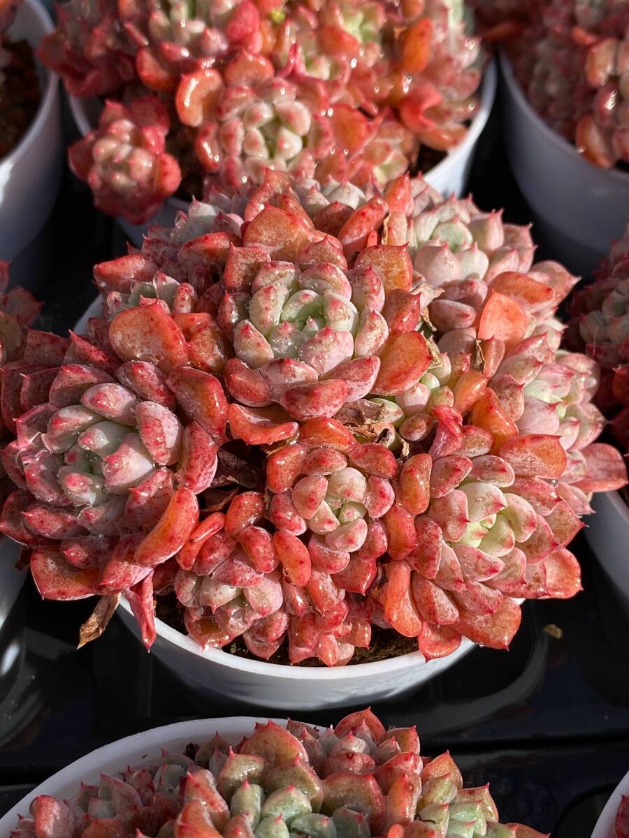 Yahoo!オークション - 新入荷 バブル A381-2 23苗 多肉植物 カット苗 ...