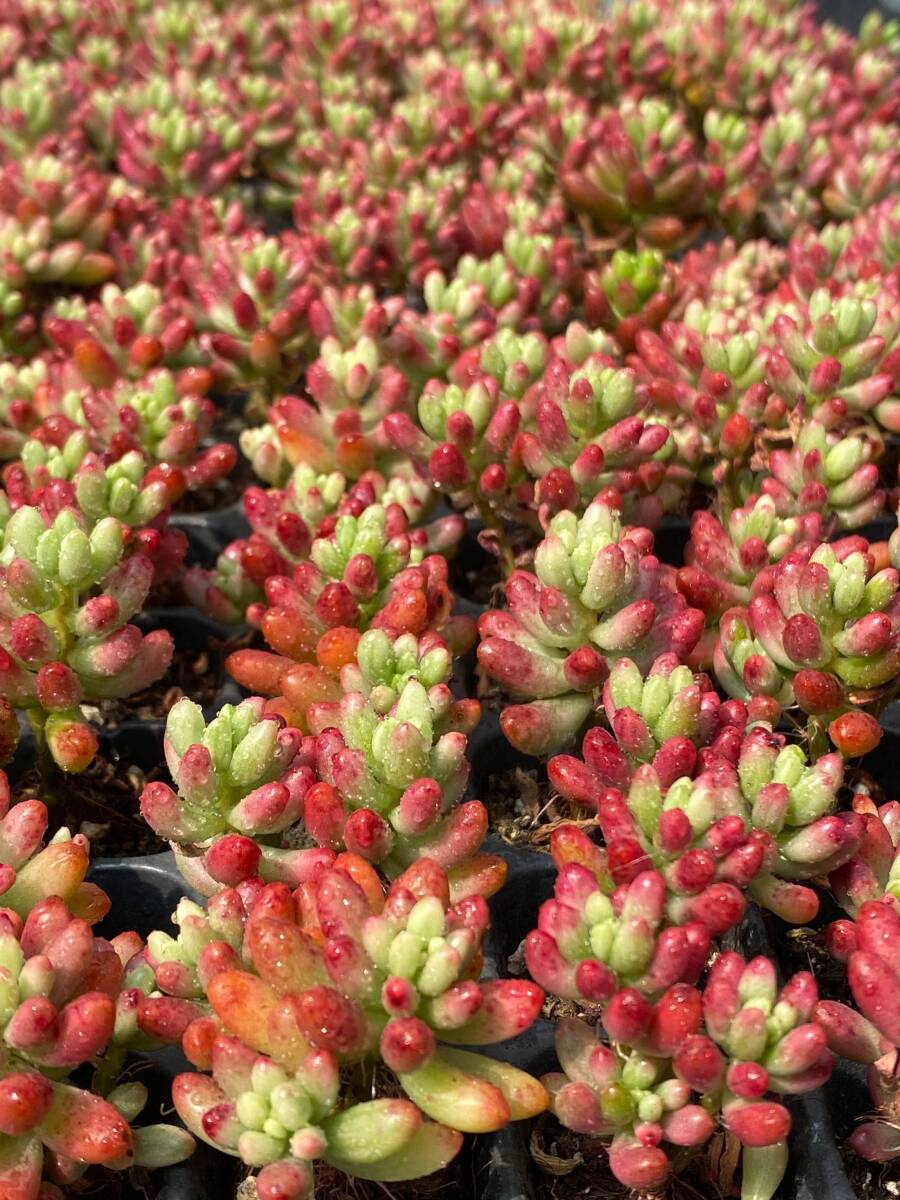 Yahoo!オークション - 新入荷 虹の玉錦 A114-2 128苗 多肉植物 土と根...