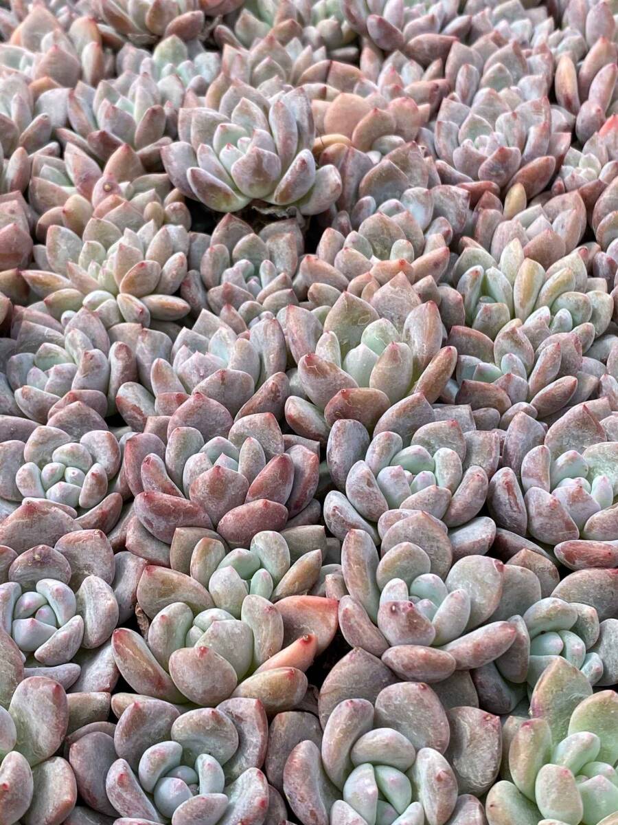 Yahoo!オークション - 新入荷 スイートハートレディ A109-2 105苗 多肉...