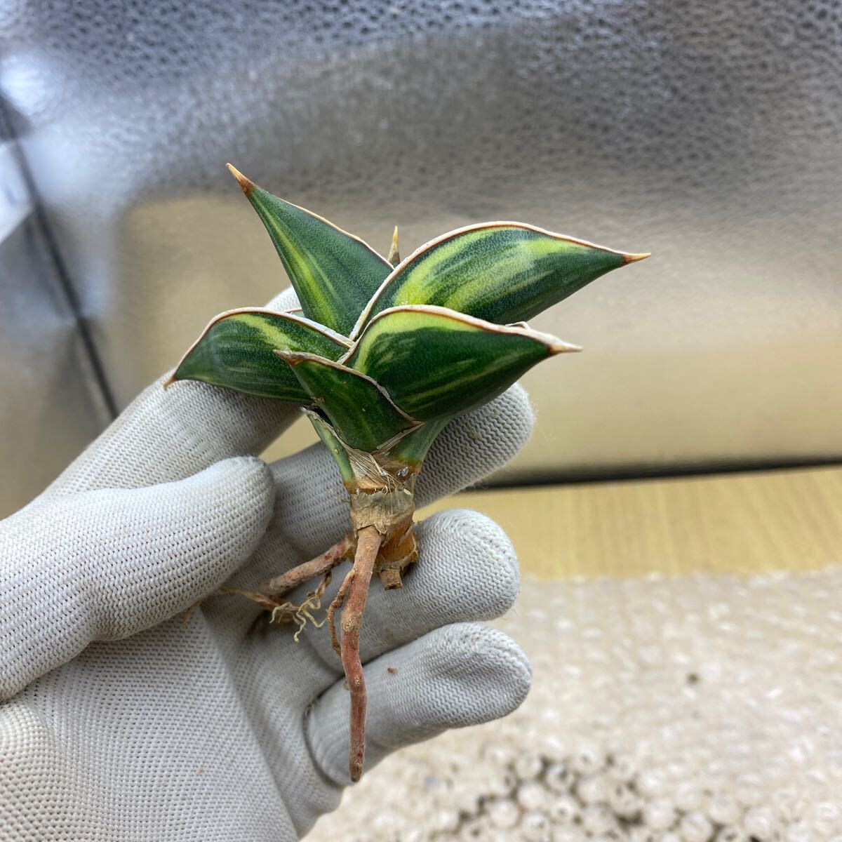 希少種 サンスベリア ピングイキュラ 斑入り Sansevieria 希少種 サンスベリア ピングイキュラ 斑入り Sansevieria