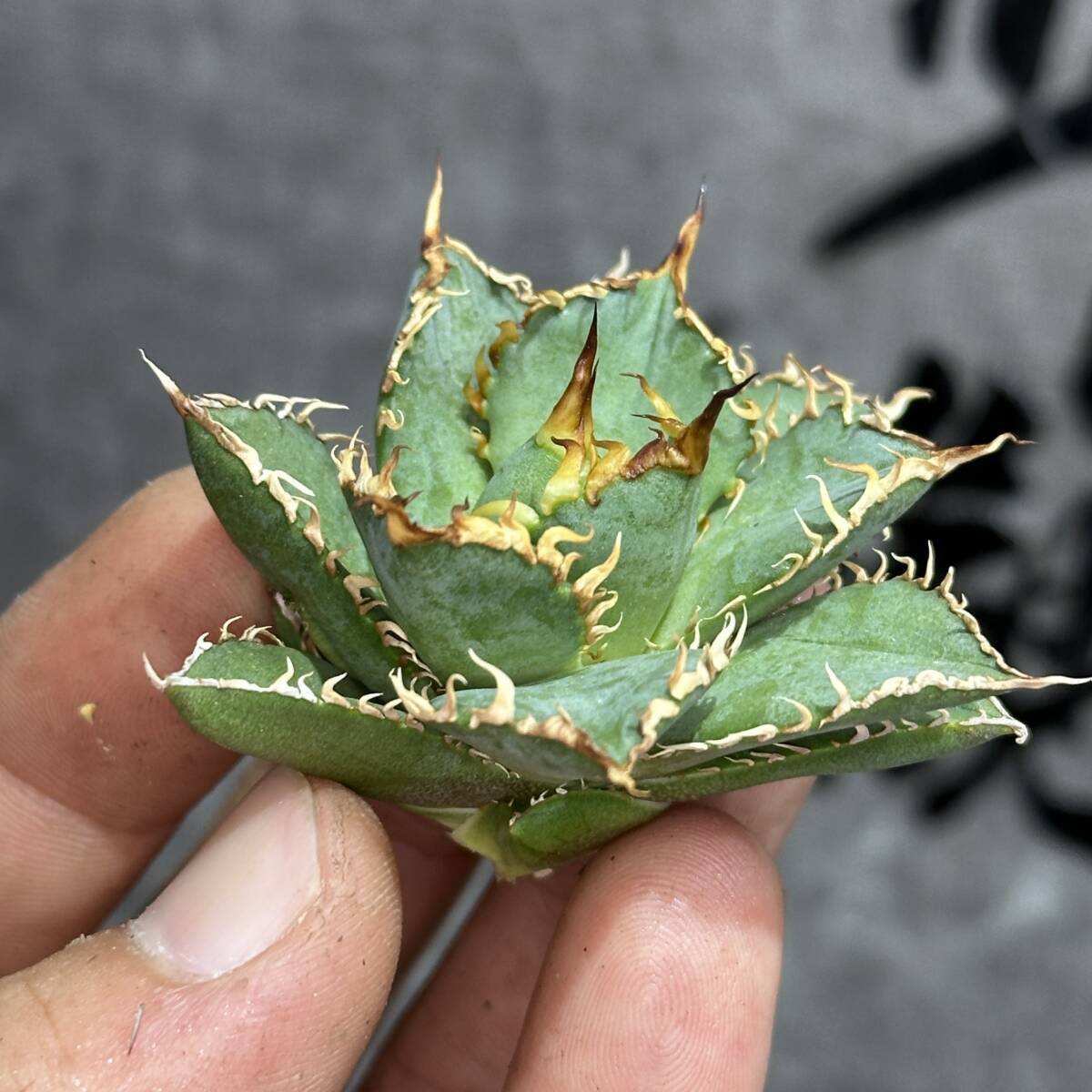 Yahoo!オークション - 【龍園觀】No.A46 特選 アガベ 多肉植物 チタノ...