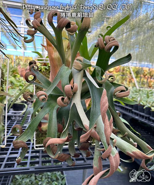 Yahoo!オークション - Y938「M」Platycerium 'FongSiQi QQ' (TC)【10/1...