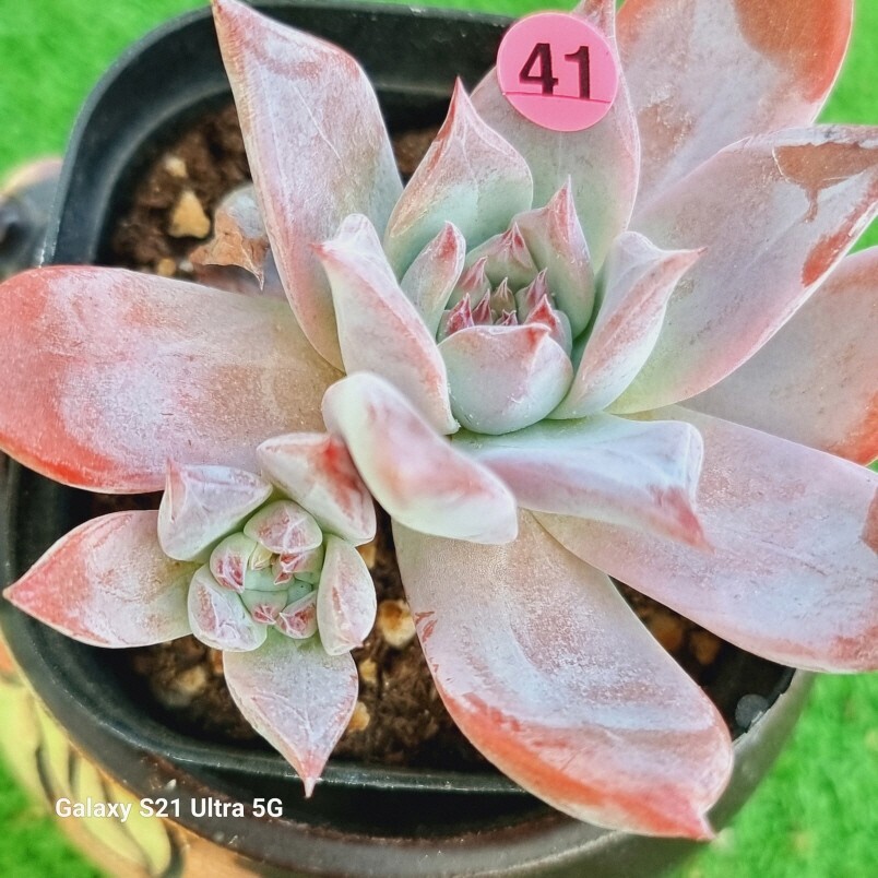 Yahoo!オークション - 11月11日発送-P041 原種コロラタ交配 エケベリ...