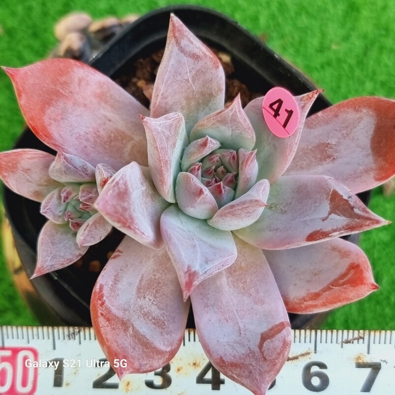 Yahoo!オークション - 11月11日発送-P041 原種コロラタ交配 エケベリ...