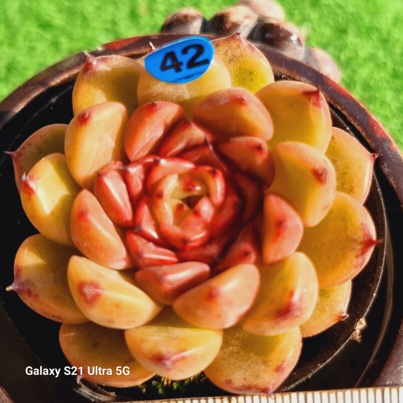 Yahoo!オークション - 11月18日発送-B042 シンディ エケベリア 無料発...