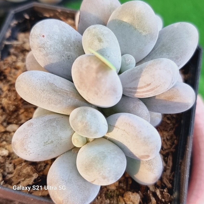 Yahoo!オークション - 11月18日発送-G079 Momovijin パキフィツム 無料...