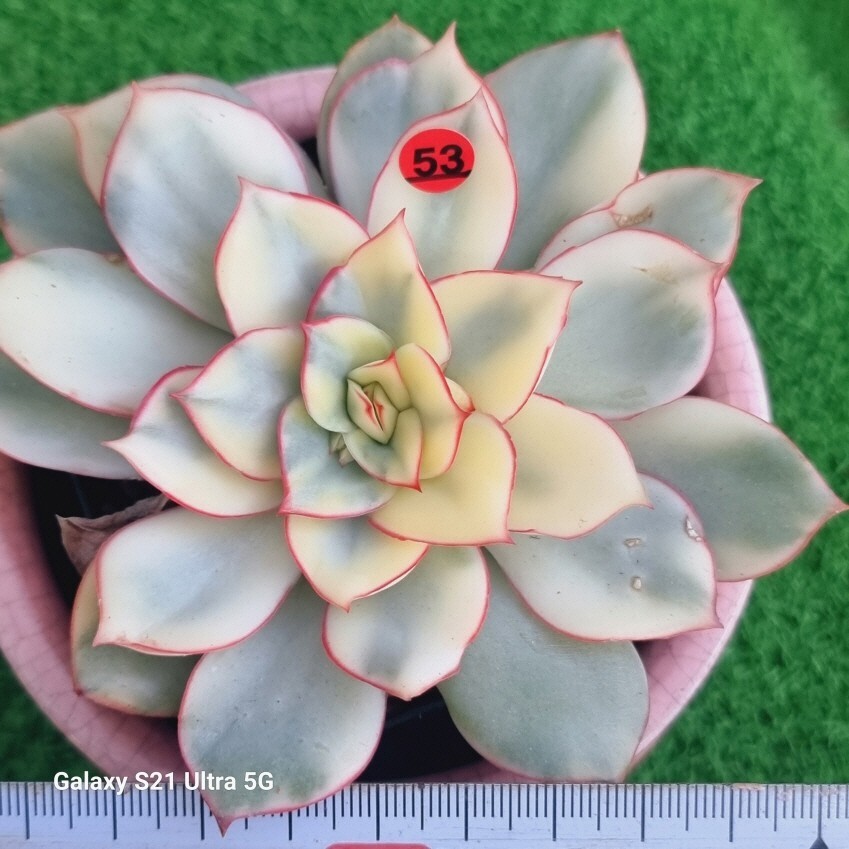 Yahoo!オークション - 11月25日発送-R053 ムーンガード二ス(錦) エケベ...