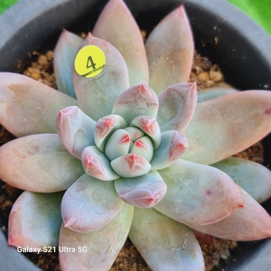 Yahoo!オークション - 11月11日発送-Y004 原種コロラタ エケベリア 無...