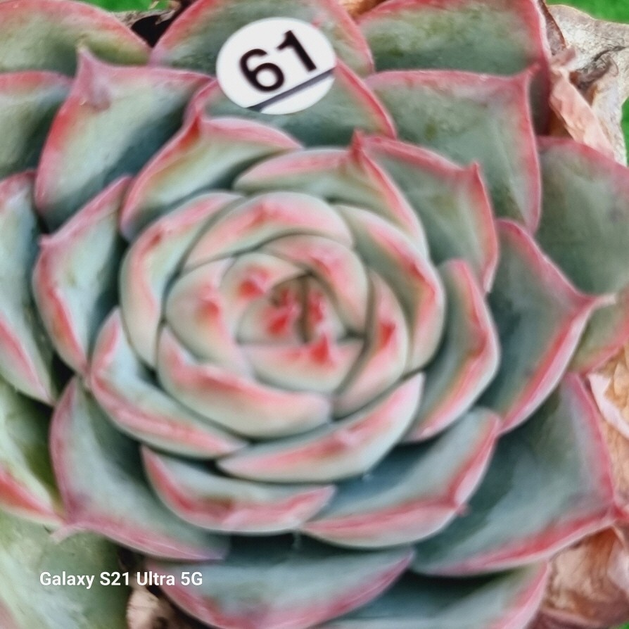 Yahoo!オークション - 11月11日発送-W061 シルエット エケベリア 無料...