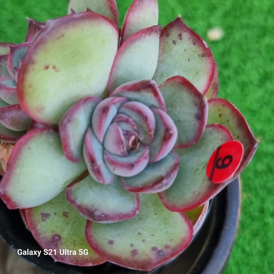 Yahoo!オークション - 11月18日発送-R009 原種チュビバーニ エケベリ...