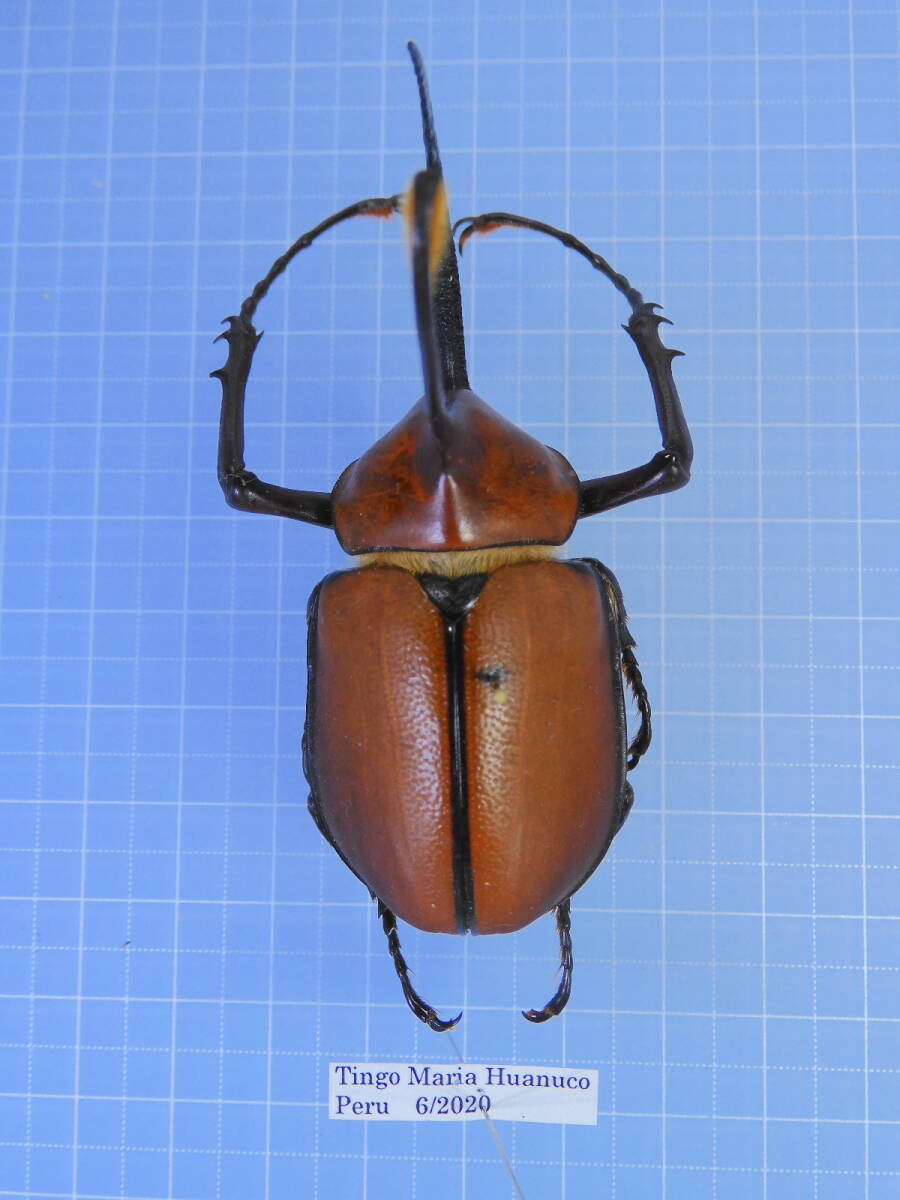 Yahoo!オークション - ペルー産 エアクスタテヅノカブト 64mm