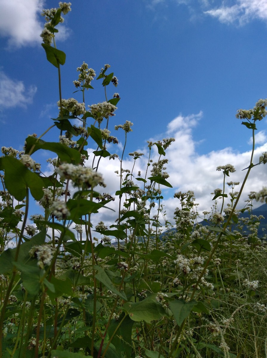 Yahoo!オークション - mak さん専用