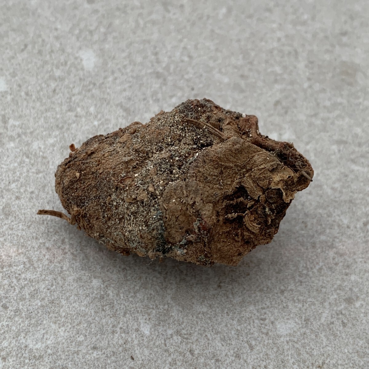 Yahoo!オークション - C231エリオスペルマム・ケルビコルネ eriospermu...