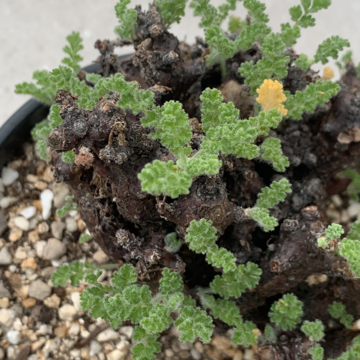 Yahoo!オークション - C290ペラルゴニウム アルテルナンスPelargonium ...