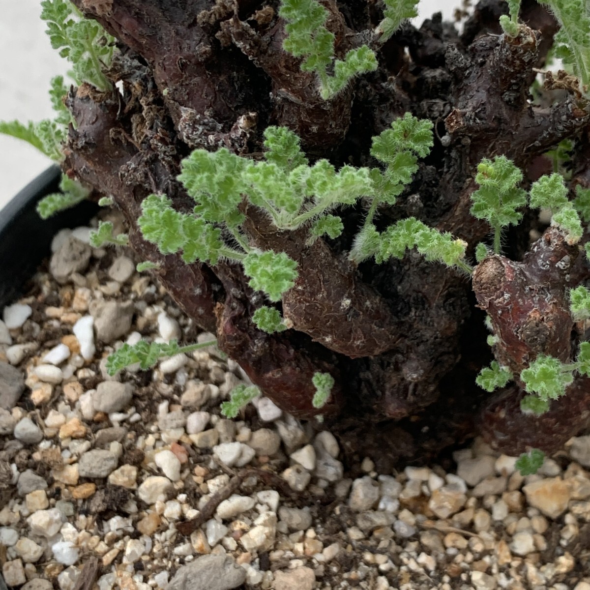 Yahoo!オークション - C290ペラルゴニウム アルテルナンスPelargonium ...