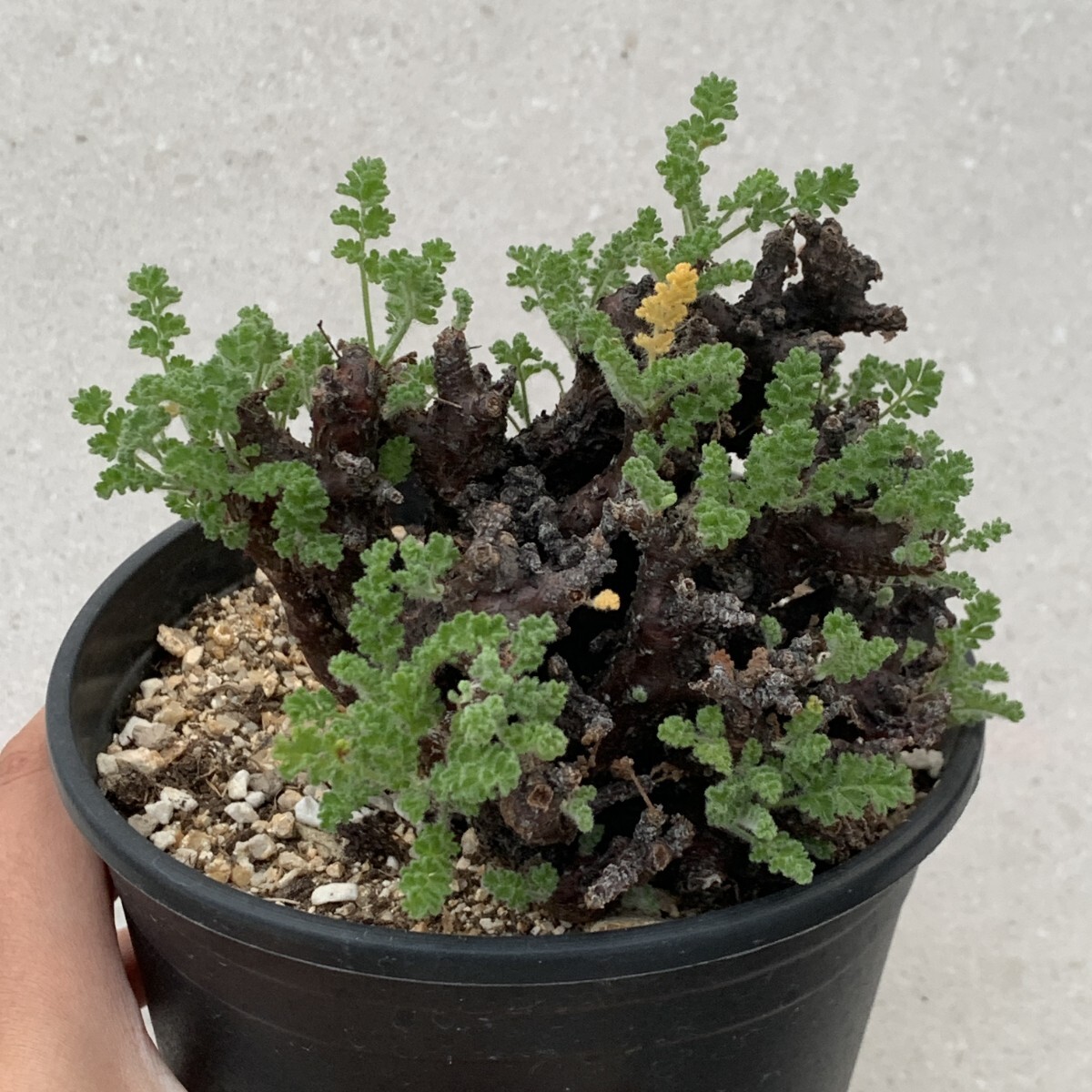 Yahoo!オークション - C290ペラルゴニウム アルテルナンスPelargonium ...