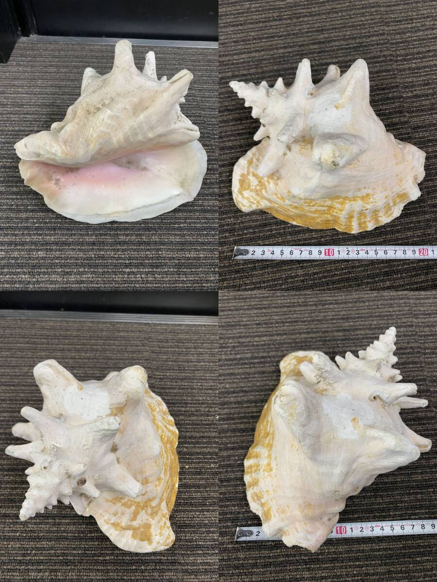 Yahoo!オークション - 6132-10 総重量 約5173g 貝殻まとめ 無選別 標...