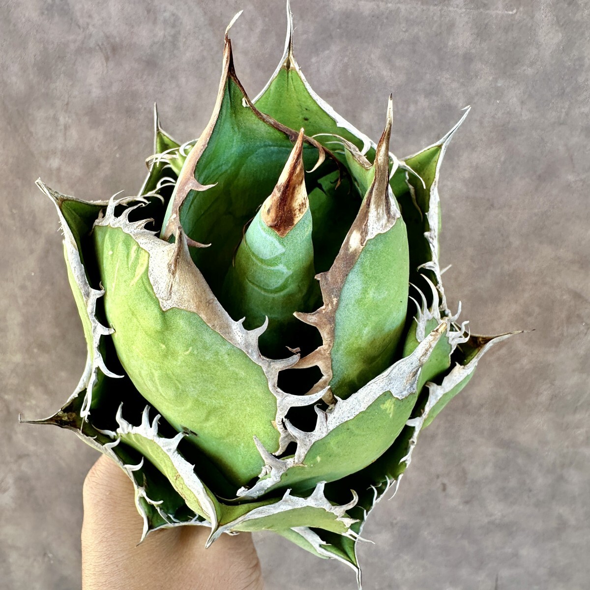 Yahoo!オークション - Lj_plants A782 特選 アガベ チタノタ スペード...