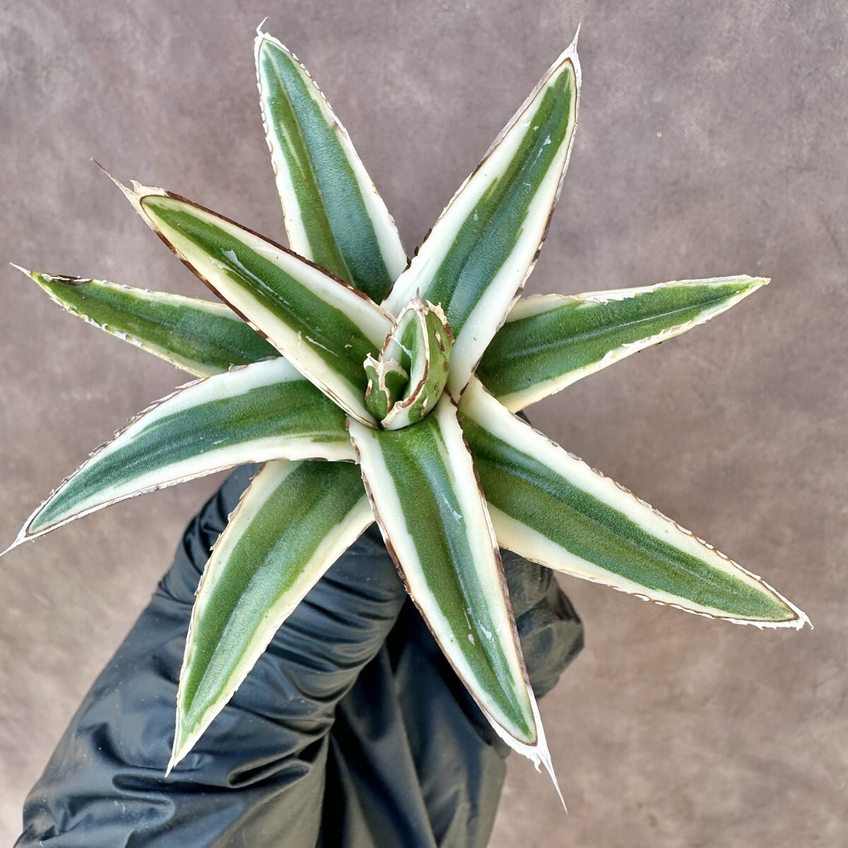 Yahoo!オークション - Lj_plants A801 多肉植物 アガベ 丸葉 氷山 特...