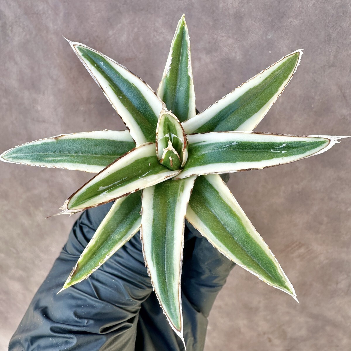 Yahoo!オークション - Lj_plants A801 多肉植物 アガベ 丸葉 氷山 特...