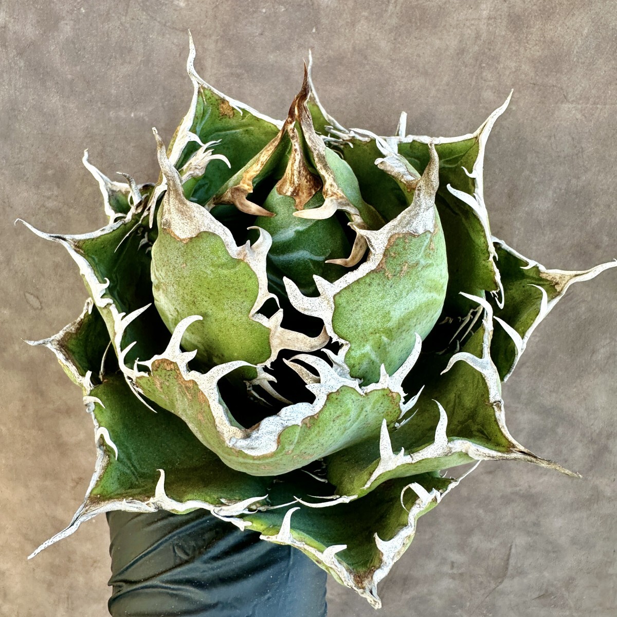 Yahoo!オークション - Lj_plants A886 アガベ チタノタ 白鯨 狂刺 強...