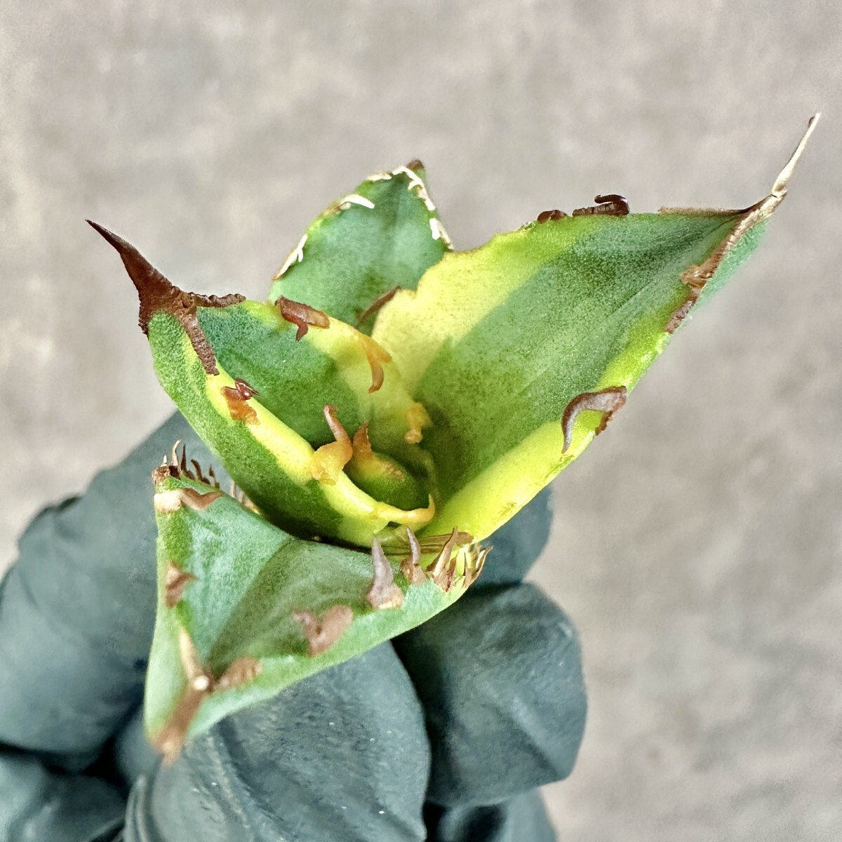 Yahoo!オークション - Lj_plants A192 アガベ チタノタ 夕映 季節です...