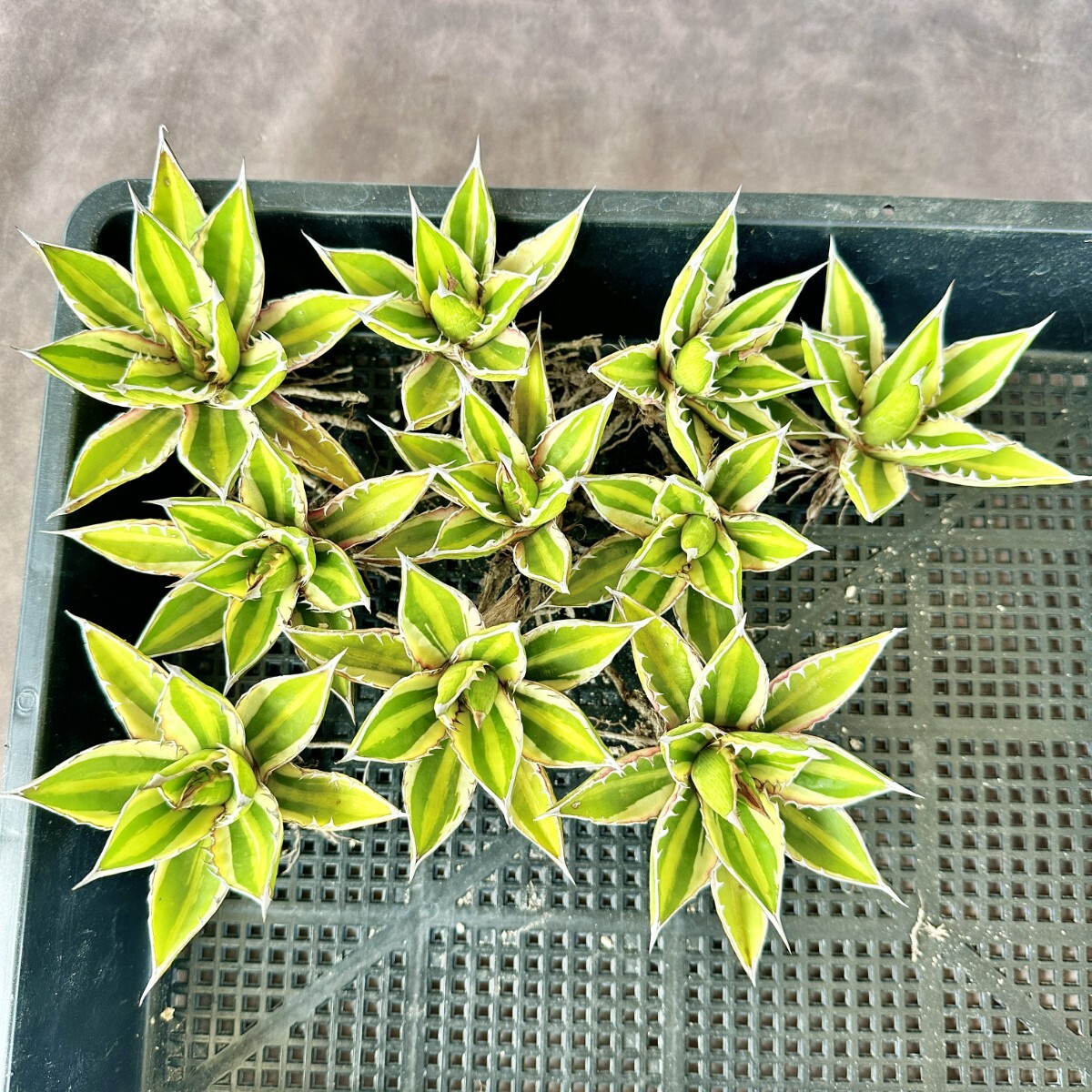 Yahoo!オークション - Lj_plants A109多肉植物 アガベ 五色万代 極上...