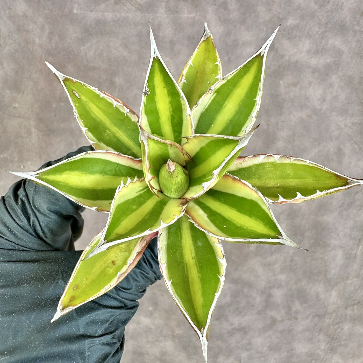 Yahoo!オークション - Lj_plants A109多肉植物 アガベ 五色万代 極上...