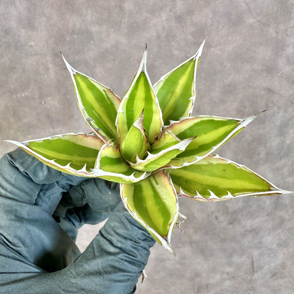 Yahoo!オークション - Lj_plants A109多肉植物 アガベ 五色万代 極上...