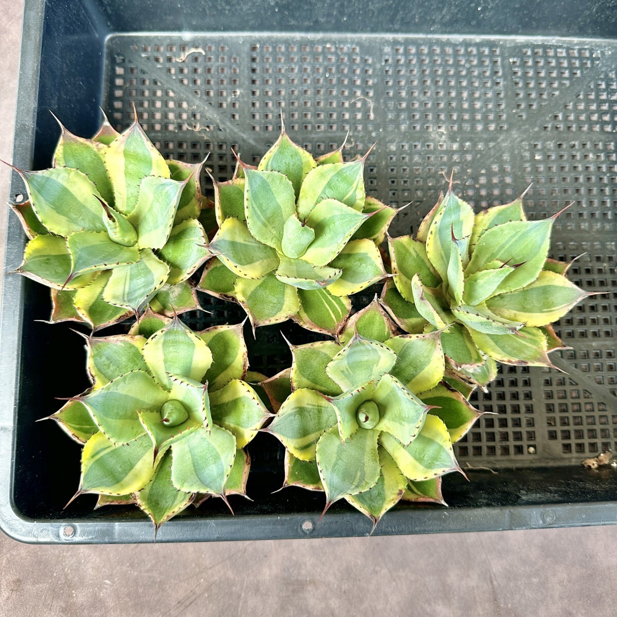 Yahoo!オークション - Lj_plants A121 特選 アガベ 多肉植物 山宅雷神 ...