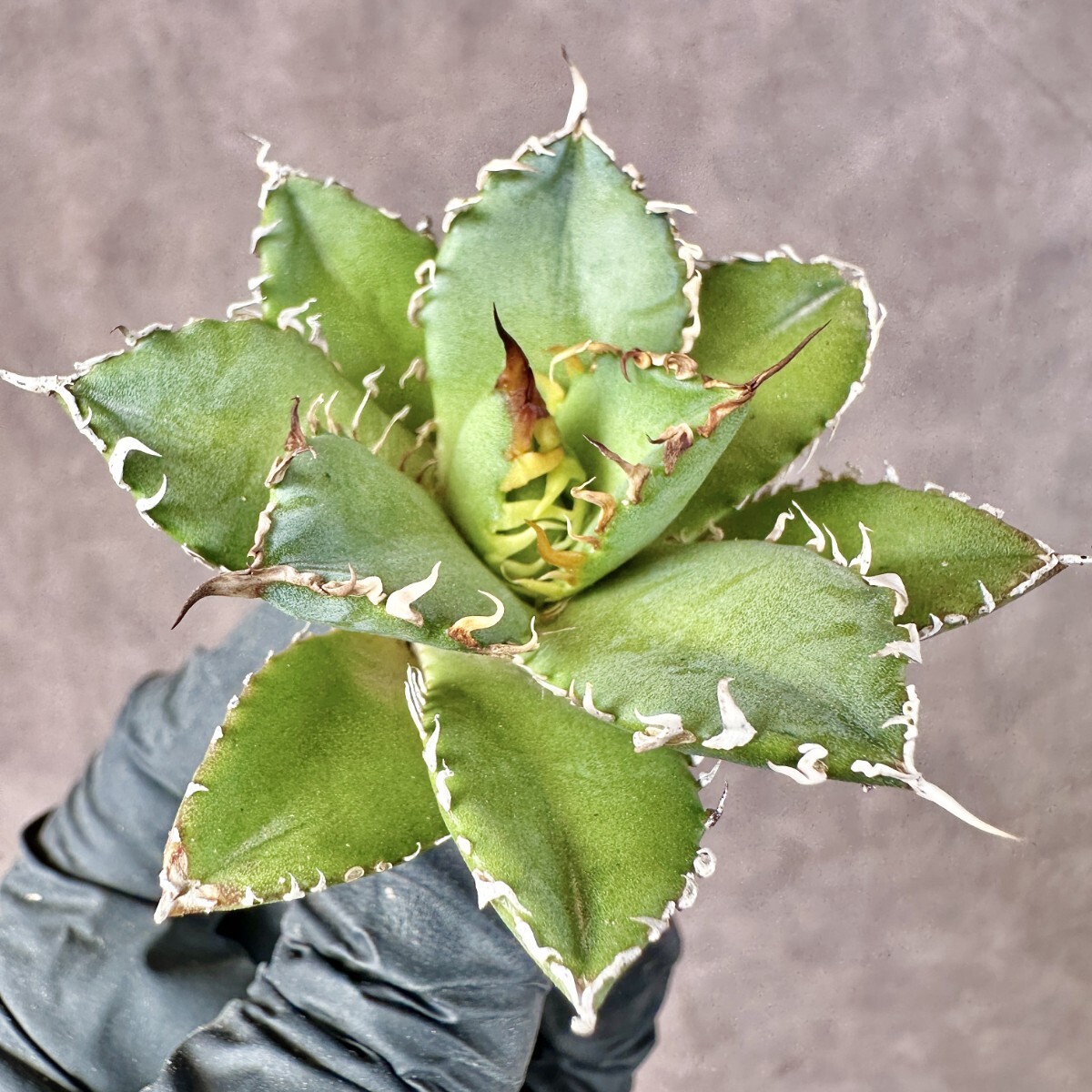 Yahoo!オークション - Lj_plants A136 特選 アガベ チタノタ フィリグ...