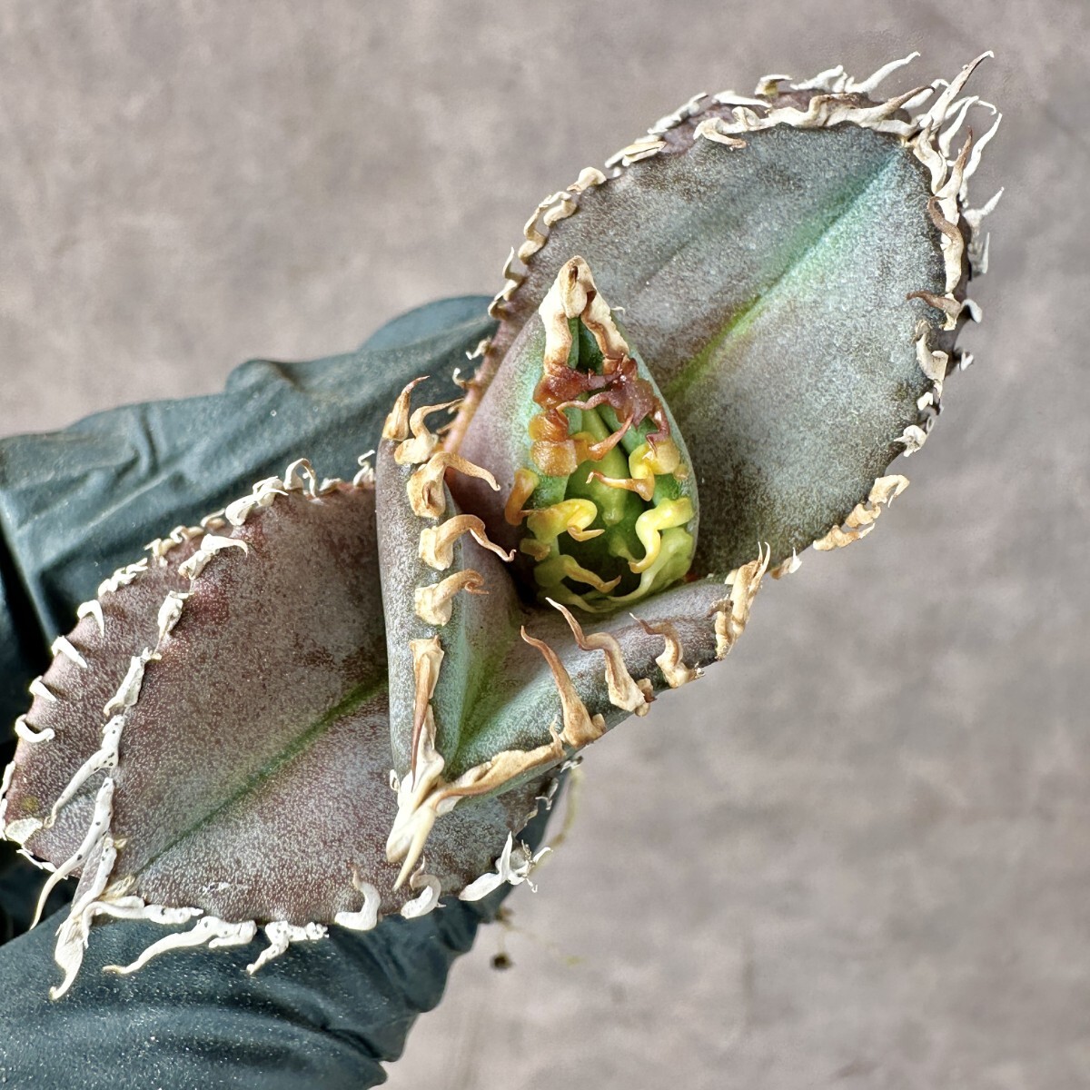 Yahoo!オークション - Lj_plants A127 激レア高級品種 アガベ チタノ...