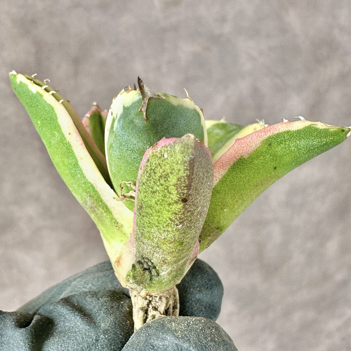 Yahoo!オークション - Lj_plants A138 貴重な希少種 アガベ チタノタ ...