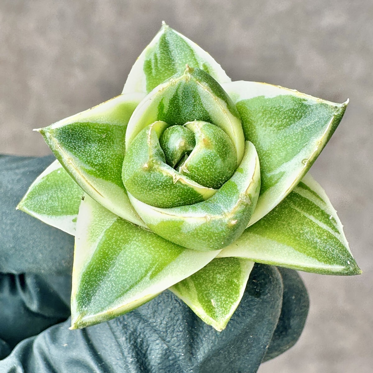 Yahoo!オークション - Lj_plants A197 アガベ ピンキー 王妃笹の雪A型 ...