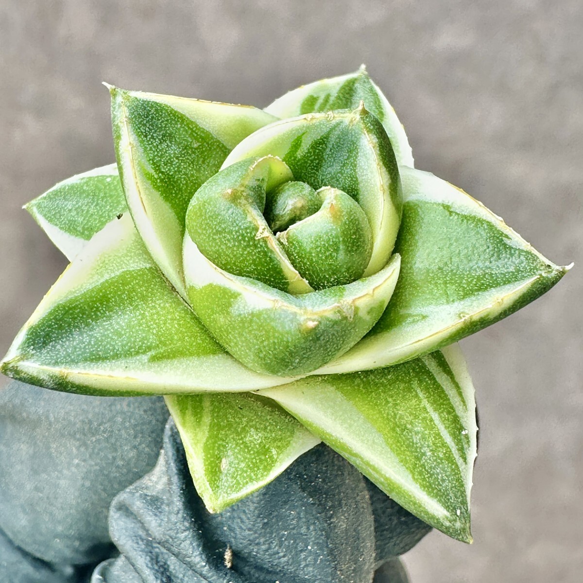 Yahoo!オークション - Lj_plants A197 アガベ ピンキー 王妃笹の雪A型 ...