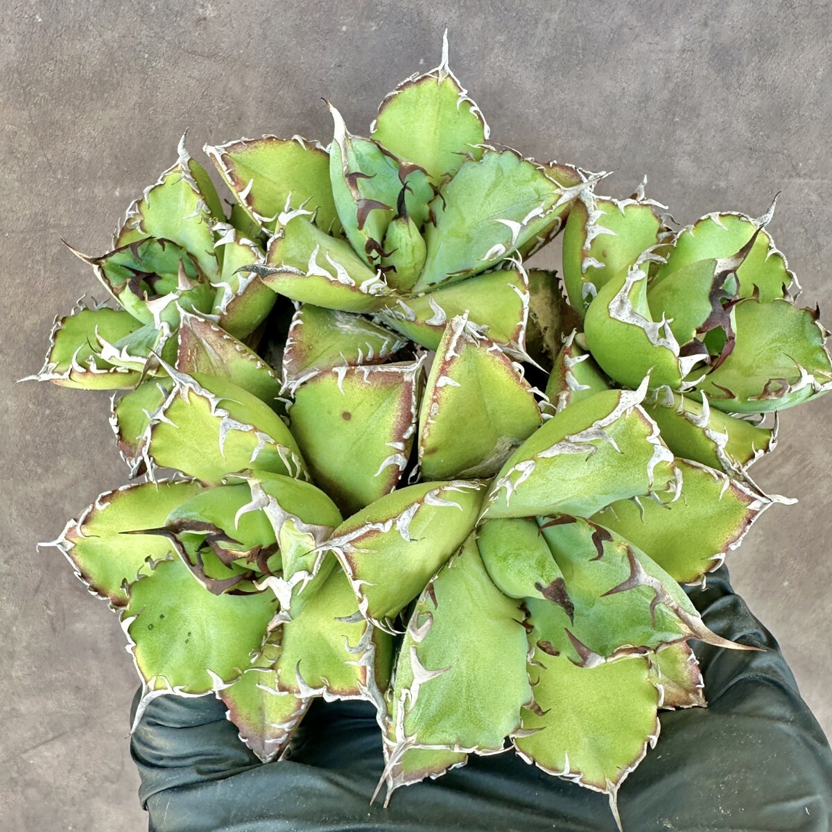 Yahoo!オークション - Lj_plants A212 アガベ チタノタ 黑鯨 極上強棘...