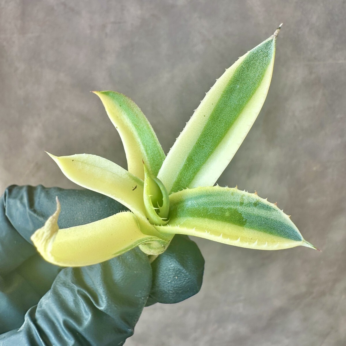 Yahoo!オークション - Lj_plants A242 アガベ パリー トルンカーター ...