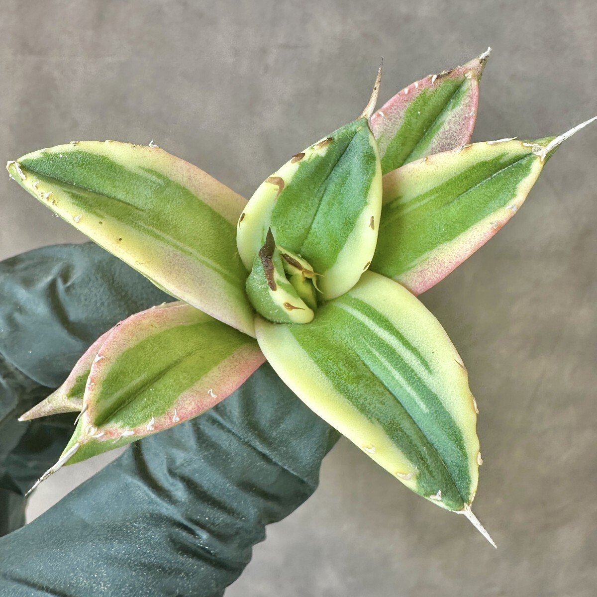 Yahoo!オークション - Lj_plants A236 貴重な希少種 アガベ チタノタ ...