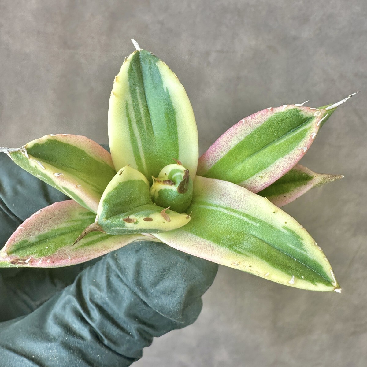 Yahoo!オークション - Lj_plants A236 貴重な希少種 アガベ チタノタ ...