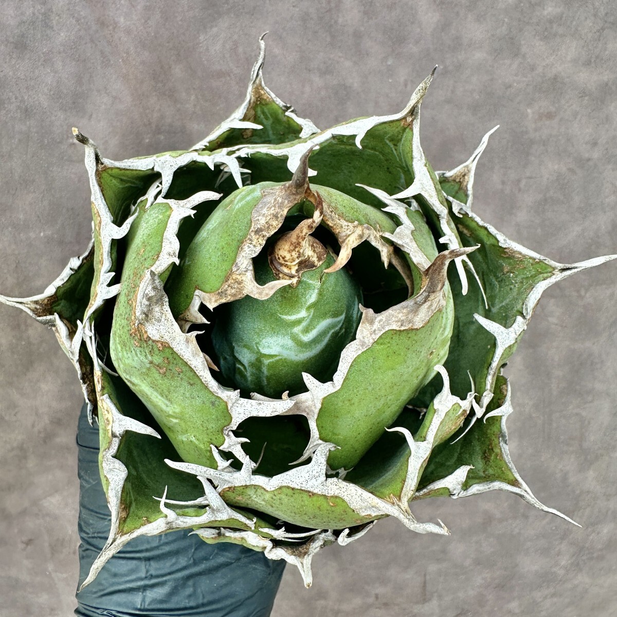 Yahoo!オークション - Lj_plants A291 激レア高級品種 アガベ チタノ...