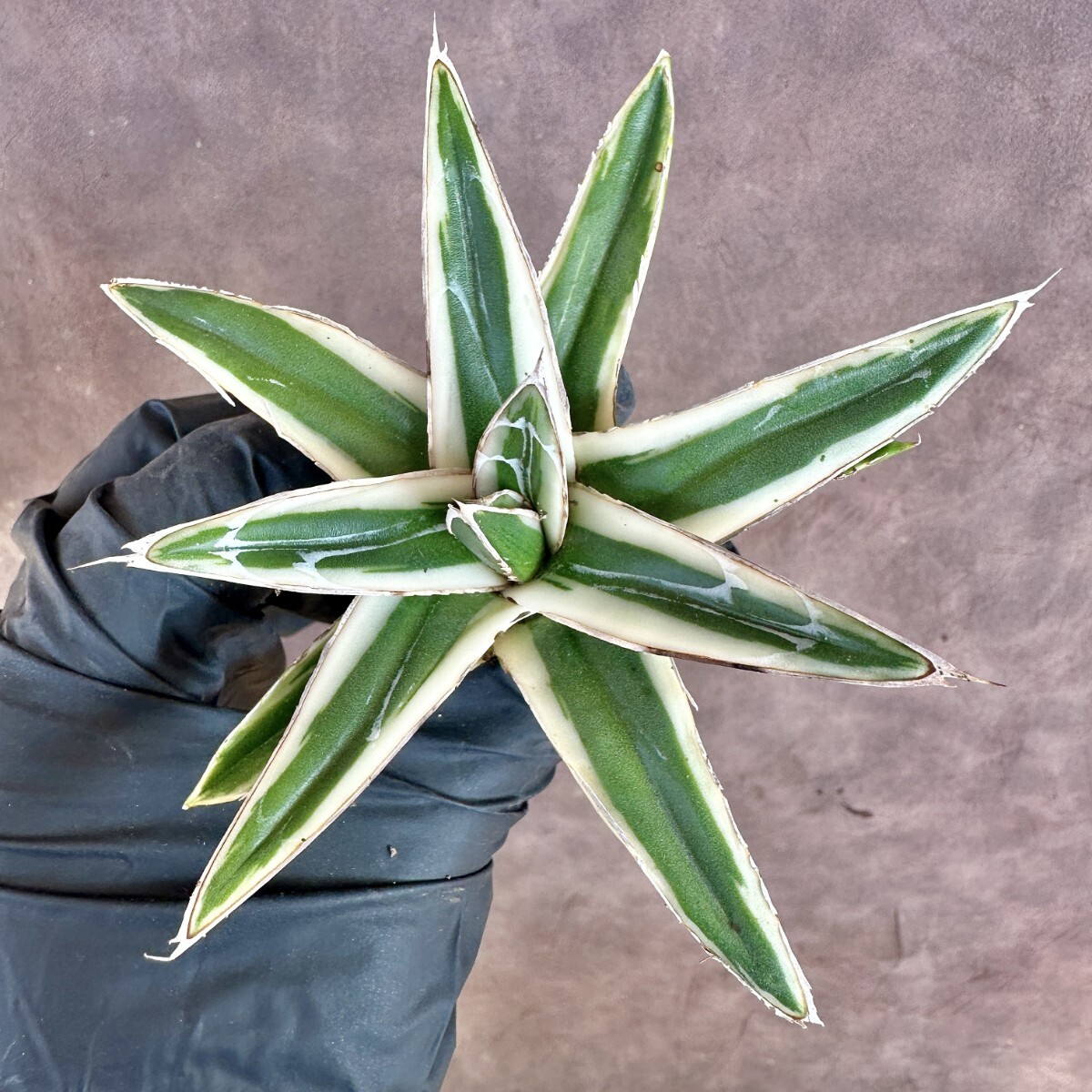 Yahoo!オークション - Lj_plants A302 多肉植物 アガベ 丸葉氷山 特殊...