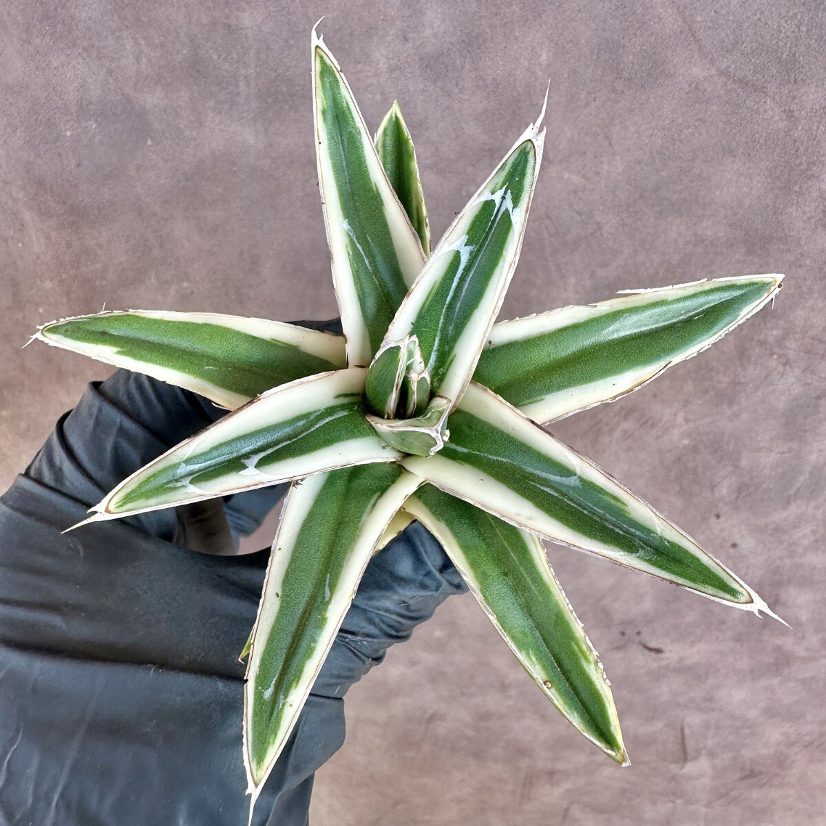 Yahoo!オークション - Lj_plants A302 多肉植物 アガベ 丸葉氷山 特殊...