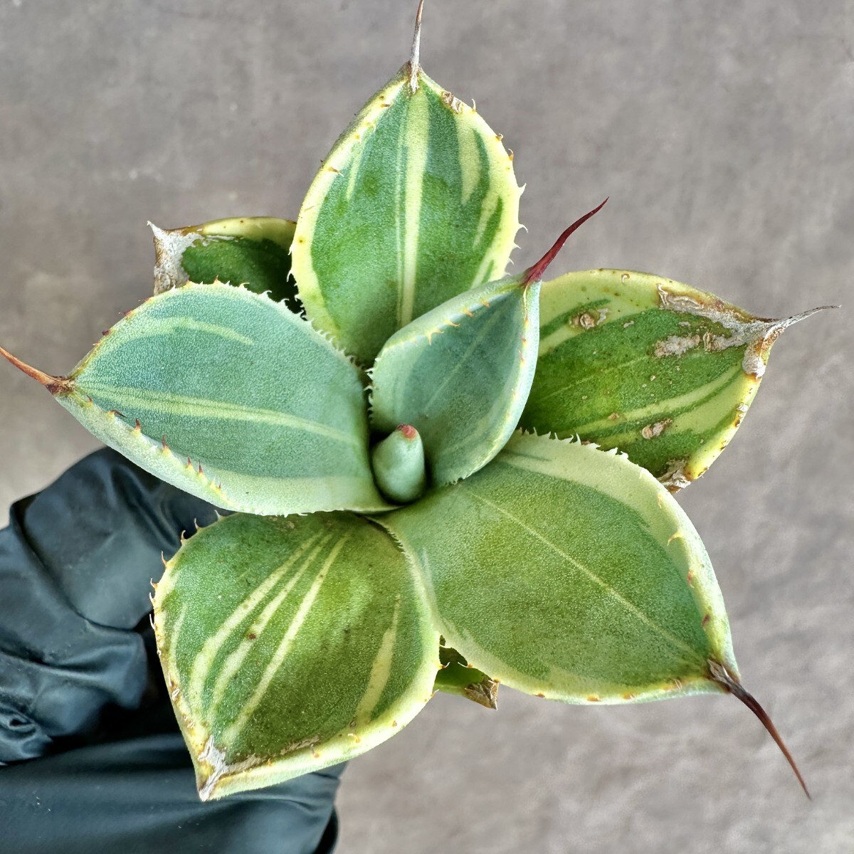 Yahoo!オークション - Lj_plants A403 アガベ パリー トランカータ ラ...