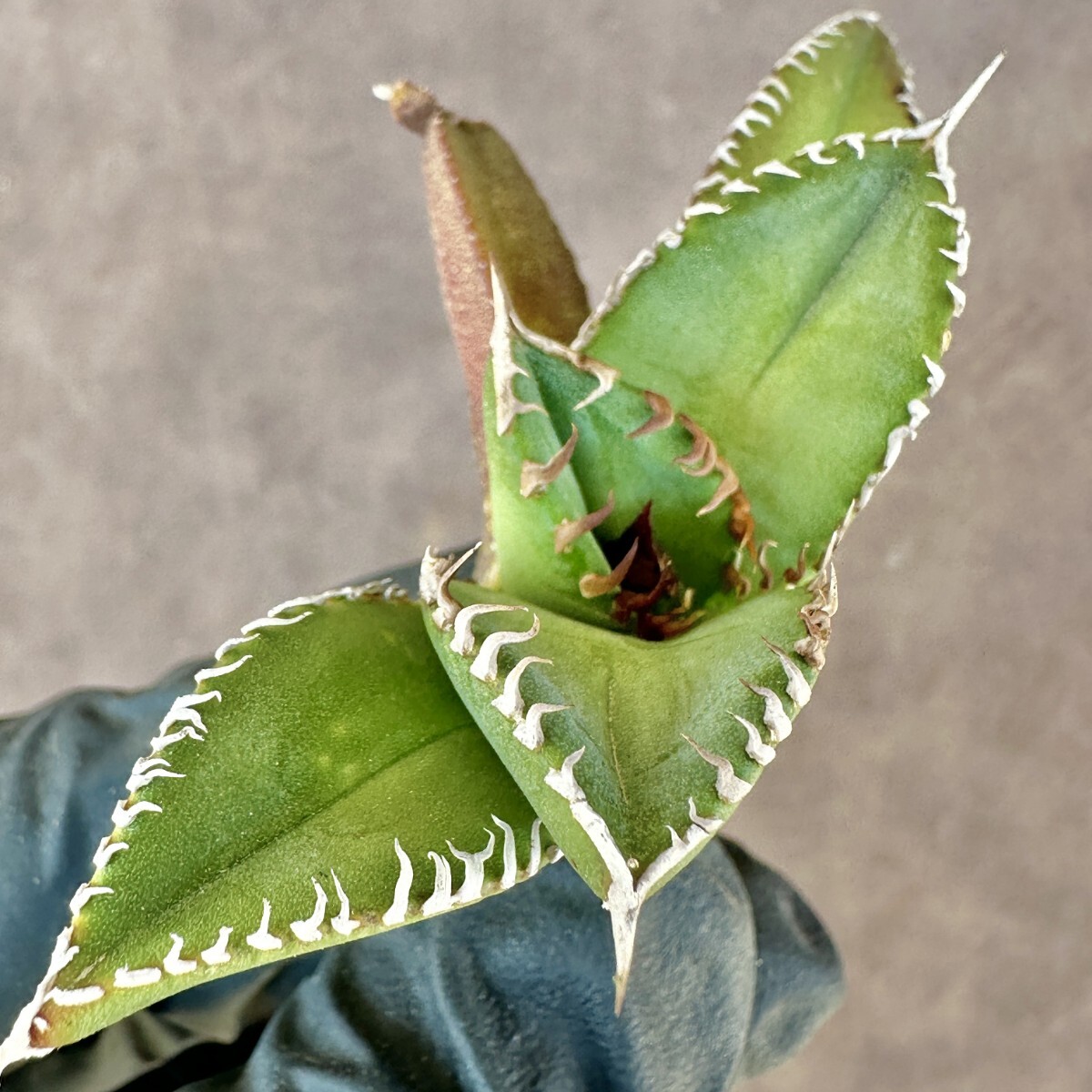 Yahoo!オークション - Lj_plants A444 厳選希少株 アガベ チタノタ実...