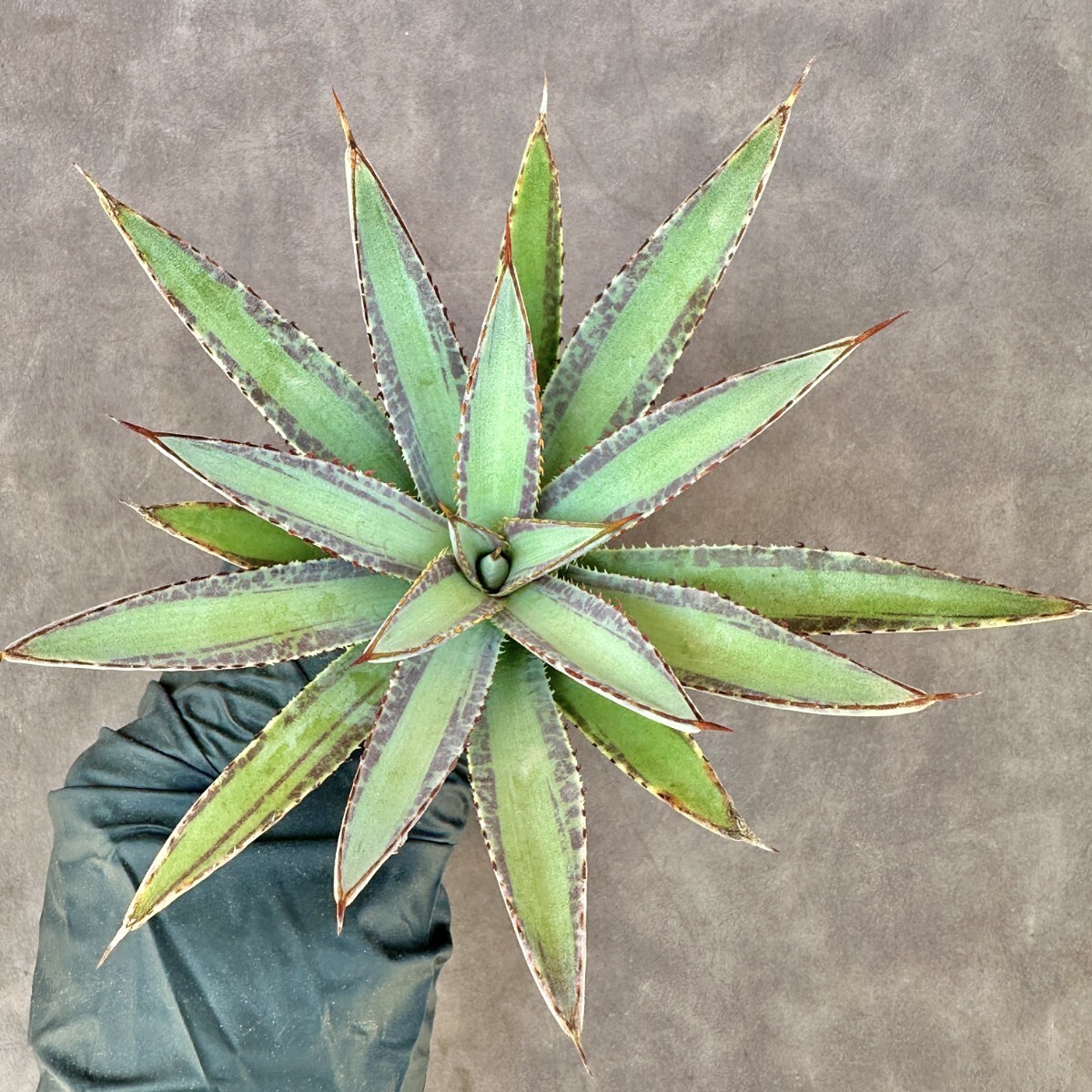 Yahoo!オークション - Lj_plants A451 激レア高級品種 アガベ 血統 Bl...